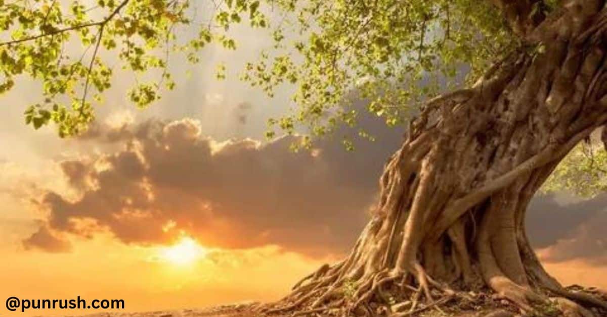 125+ Tree Puns | Leaf Your Worries Behind - Punrush
