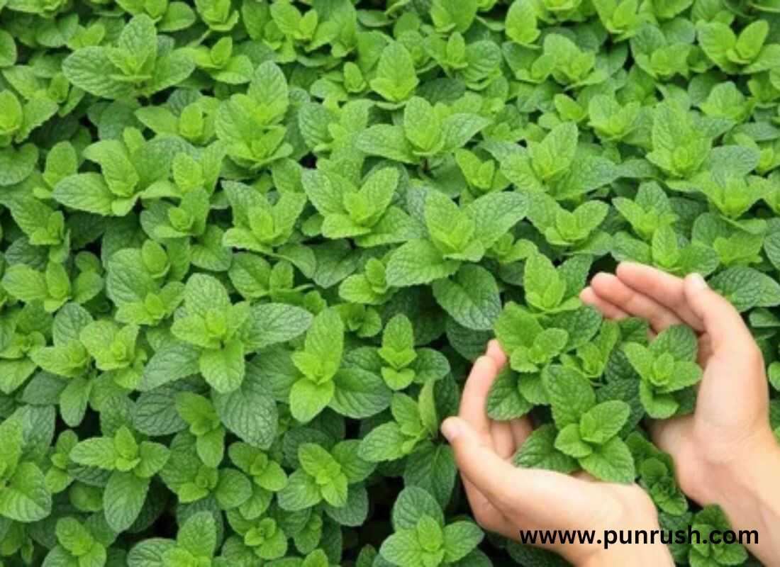 195+ Mint Puns and Jokes for a Refreshing Laugh 😆🌿 - Punrush